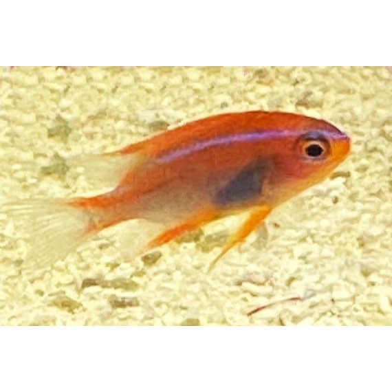 Salty Underground: Mature Red Honey Damsel (Neoglyphidodon crossi)