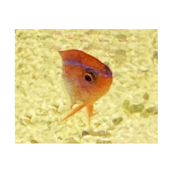 Salty Underground: Mature Red Honey Damsel (Neoglyphidodon crossi)