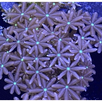 Salty Underground: Soft Coral