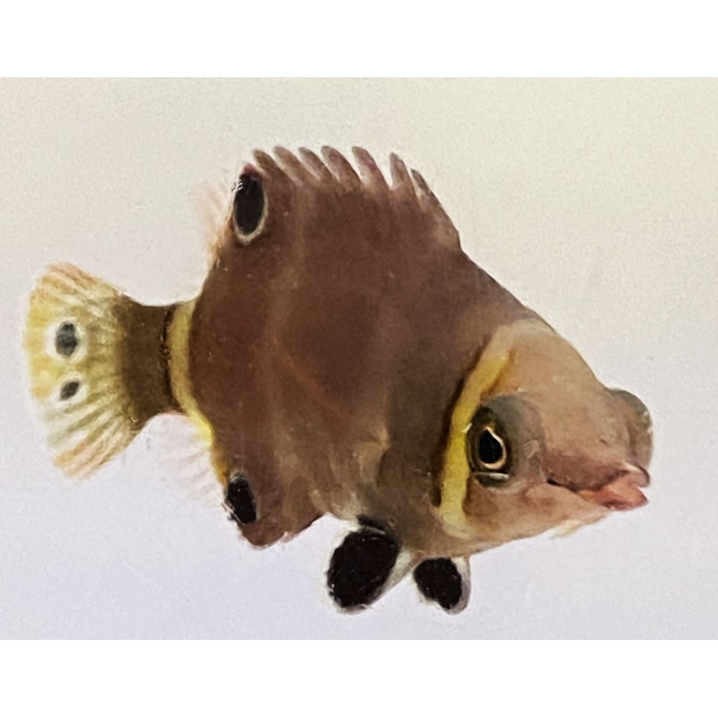 Salty Underground: Yellow Banded Possum Wrasse (Wetmorella nigropinnata)
