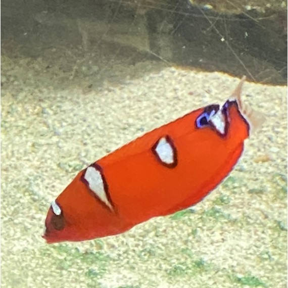 Salty Underground: Red Coris Wrasse Juvenile (Coris gaimard)