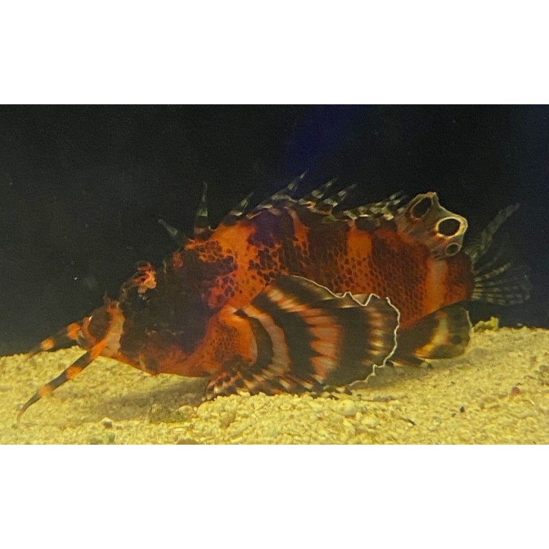 Saltwater fish for sale: Marine fish for saltwater aquariums online