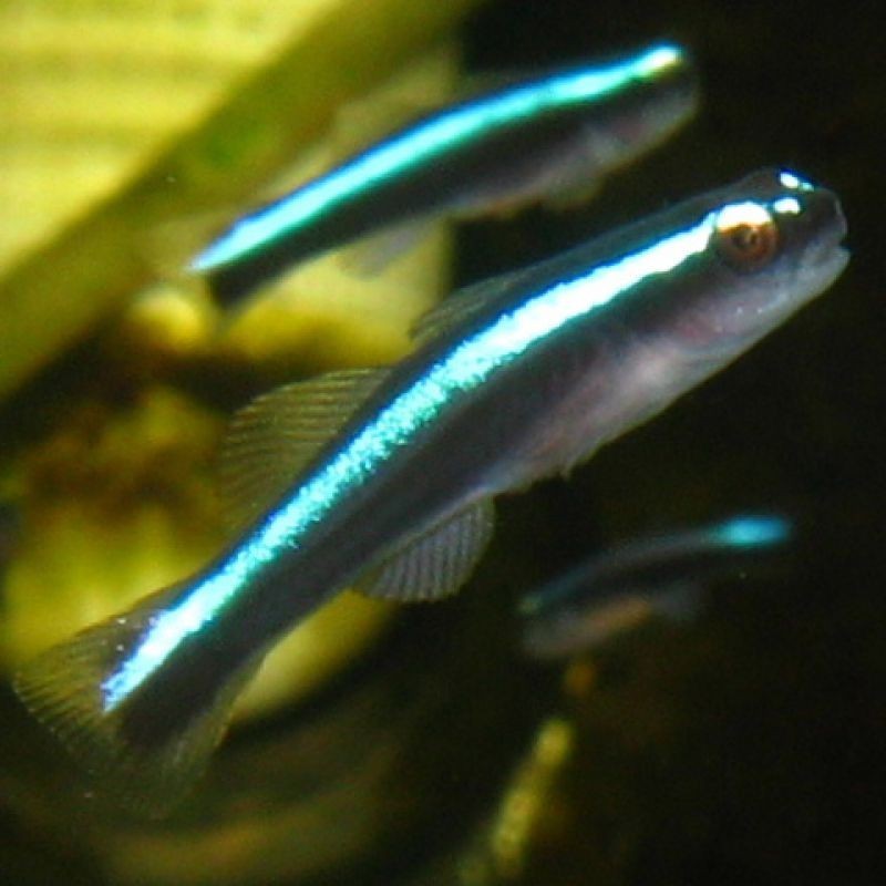 Salty Underground: Neon Blue Cleaner Goby (Elacatinus oceanops)