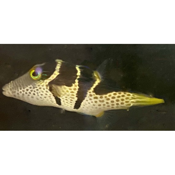 Salty Underground: Valentini puffer (canthigaster valentini)