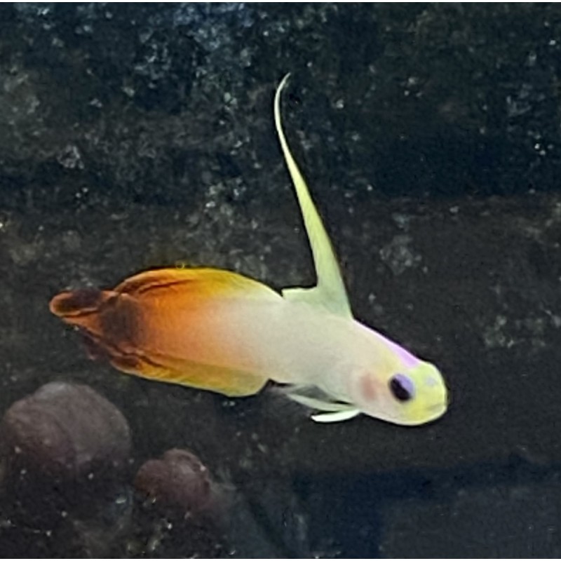 Salty Underground: Red Firefish Goby (nemateleotris magnificus)