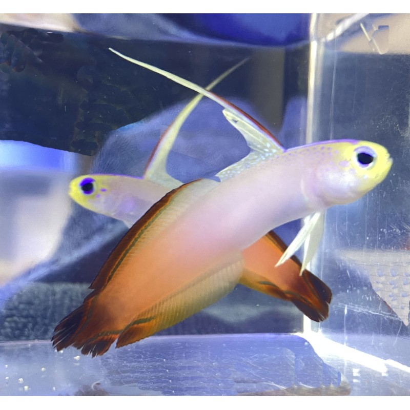 Salty Underground: Red Firefish Goby (nemateleotris magnificus)