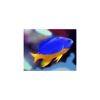 Blue Velvet Damselfish