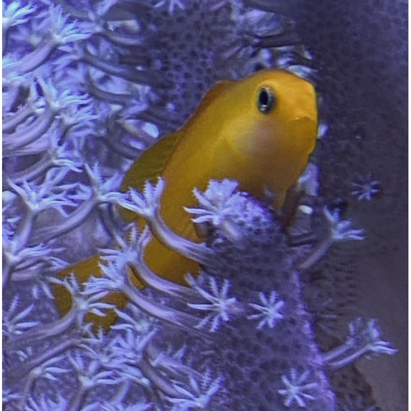 Yellow Clown Goby