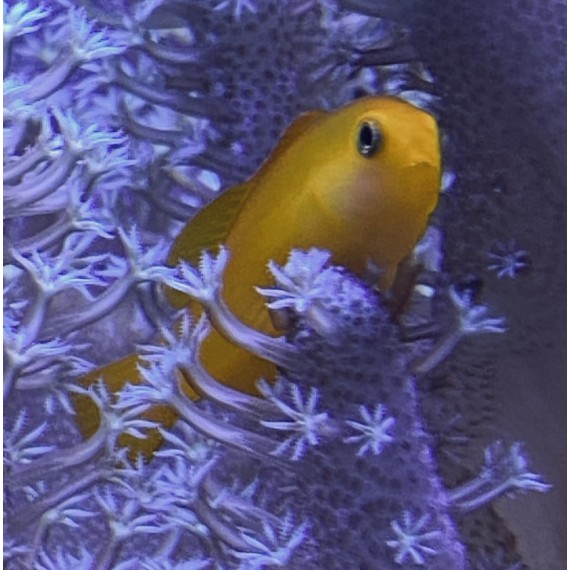 Salty Underground: Yellow Clown Goby (Gobiodon atrangulatus)