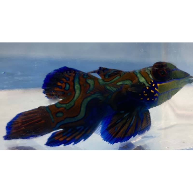 Information On The Blue Mandarin Goby