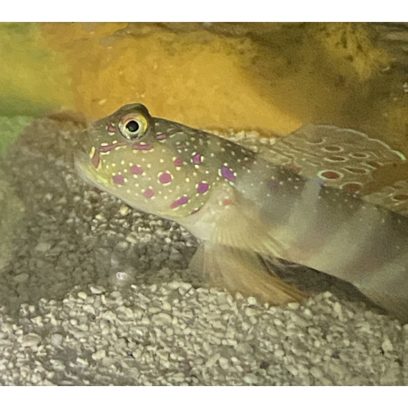Salty Underground: Pink blue spot watchman goby (cryptocentrus leptoceph)