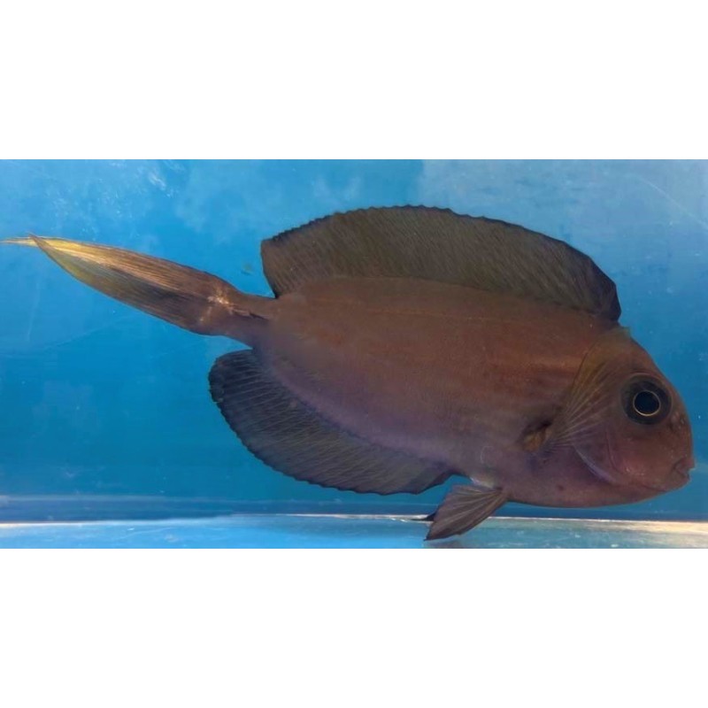Salty Underground: Thompson's surgeonfish (acanthurus thompsoni)