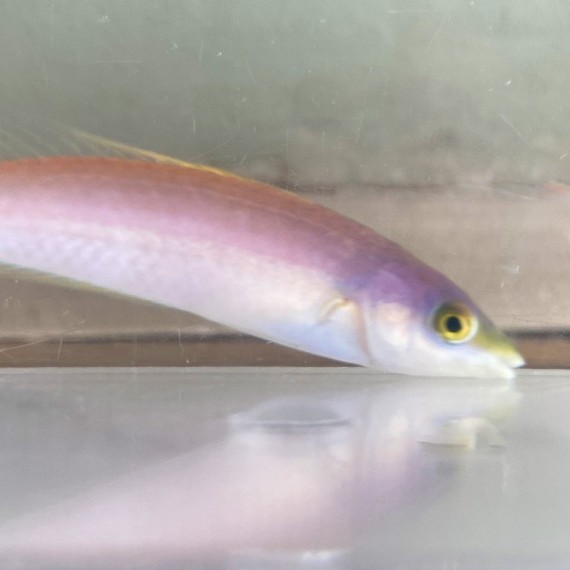 Pencil Candy Wrasse Female (Pseudojuloides cerasinus)