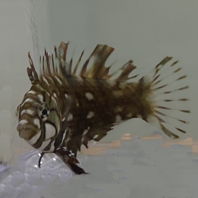 Salt Water Dragon Fish