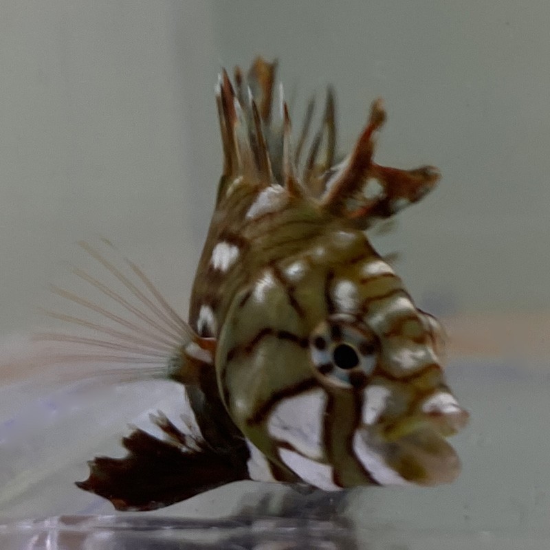 Salty Underground: Dragon Wrasse (Novaculichthys taeniourus)