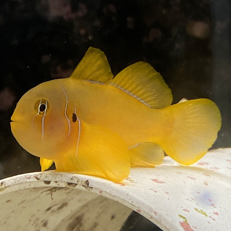 Salty Underground: Citron Clown Goby (Gobiodon citrinus)