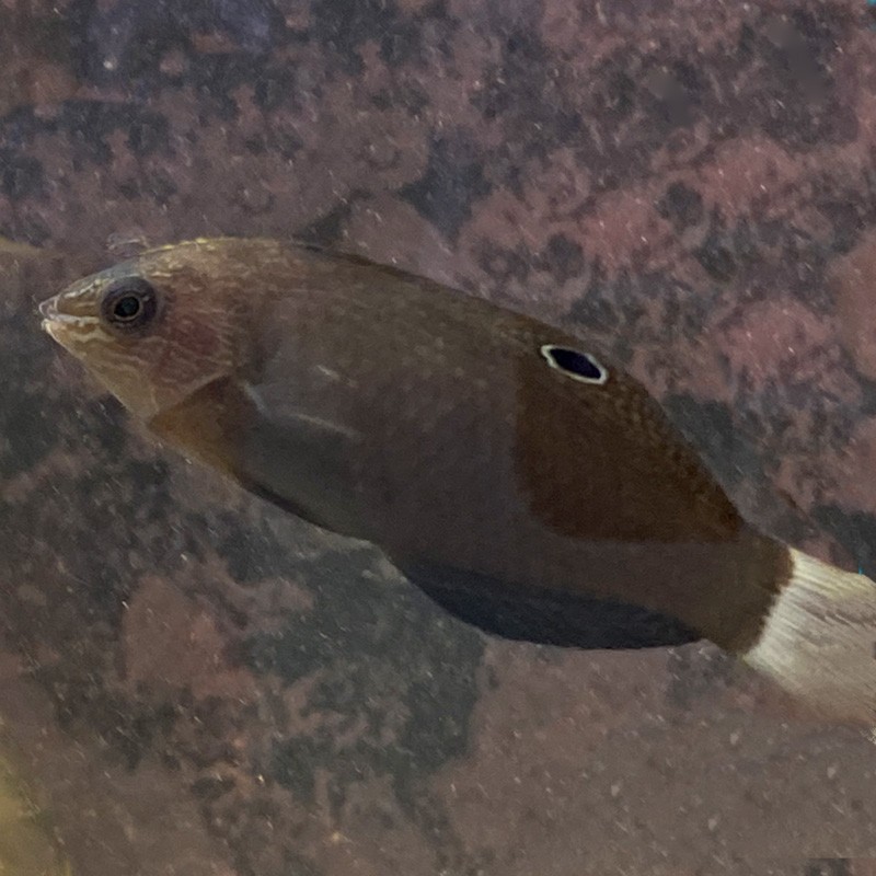 Salty Underground: Dusky Margined Wrasse (Halichoeres marginitus)