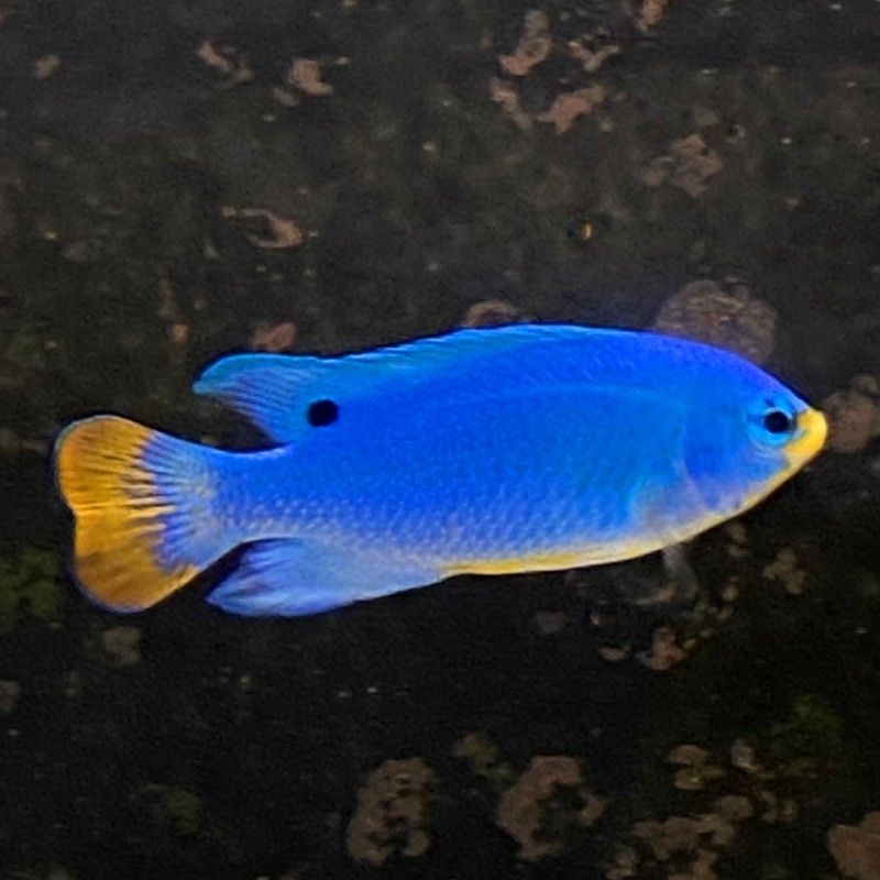 Salty Underground: Orange Tail Damsel (Chrysiptera cyanea)