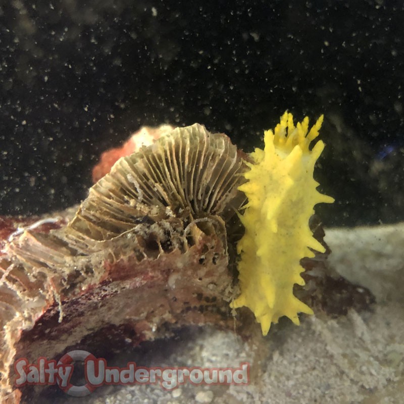 Salty Underground: Yellow Sea Cucumber (Cucumaria Miniata)