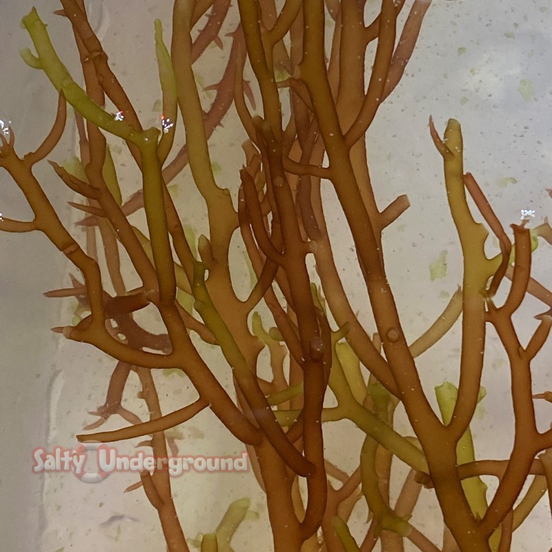Salty Underground: Red Gracilaria Gracilaria parvispora