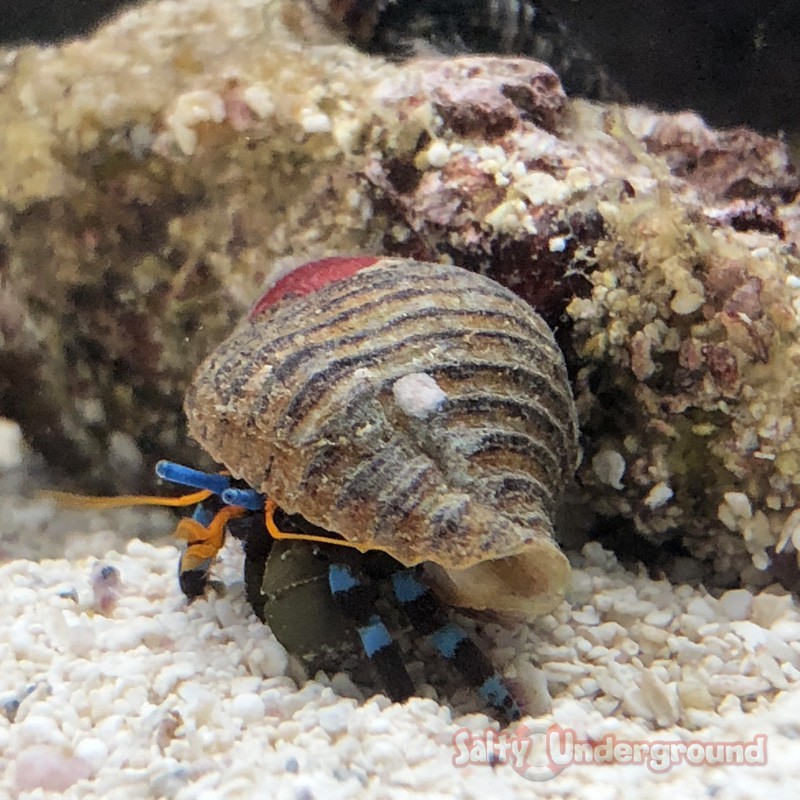 Crabs | Detritus & Algae Eating Marine Crustaceans