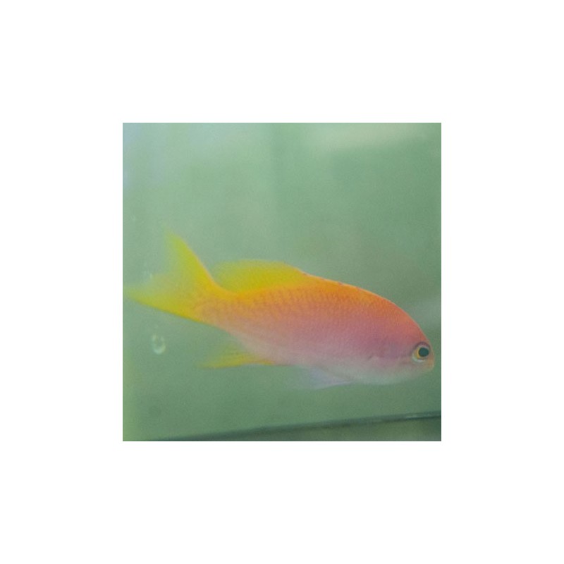 Pseudanthias Bimaculatus