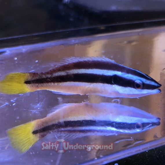 Salty Underground: Yellowtail Cleaner Wrasse (Diproctacanthus xanthurus)