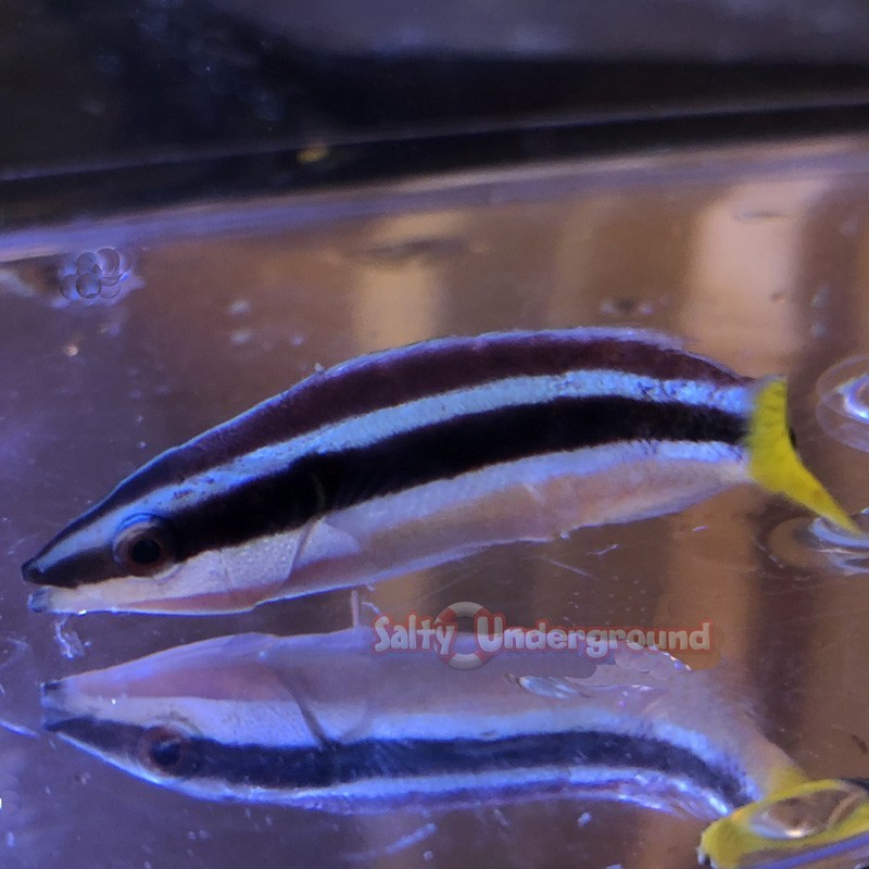 Salty Underground: Yellowtail Cleaner Wrasse (Diproctacanthus xanthurus)