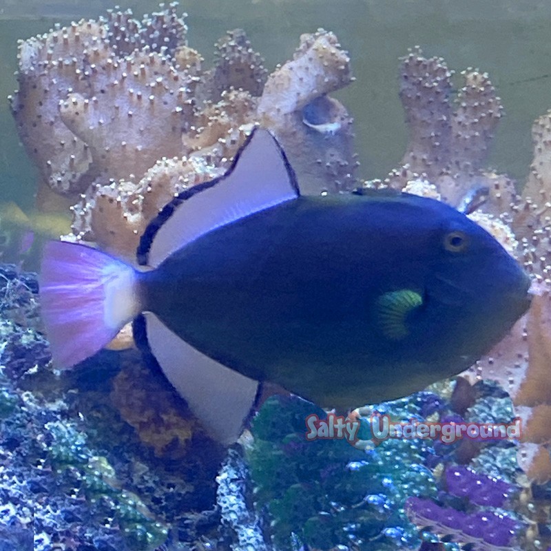 Pinktail Triggerfish