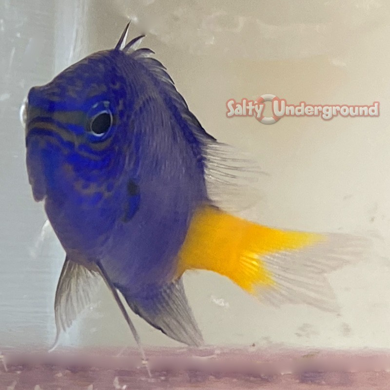 Yellow Tail Blue Damsel