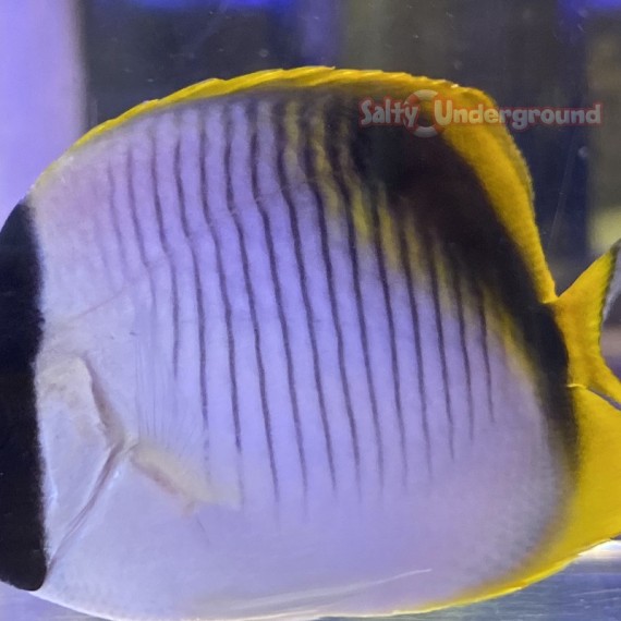 Salty Underground: Lined Butterflyfish (Chaetodon Lineolatus)