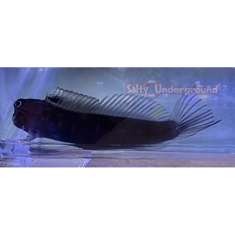 Salty Underground: Black Blenny (Ecsenius sp.)