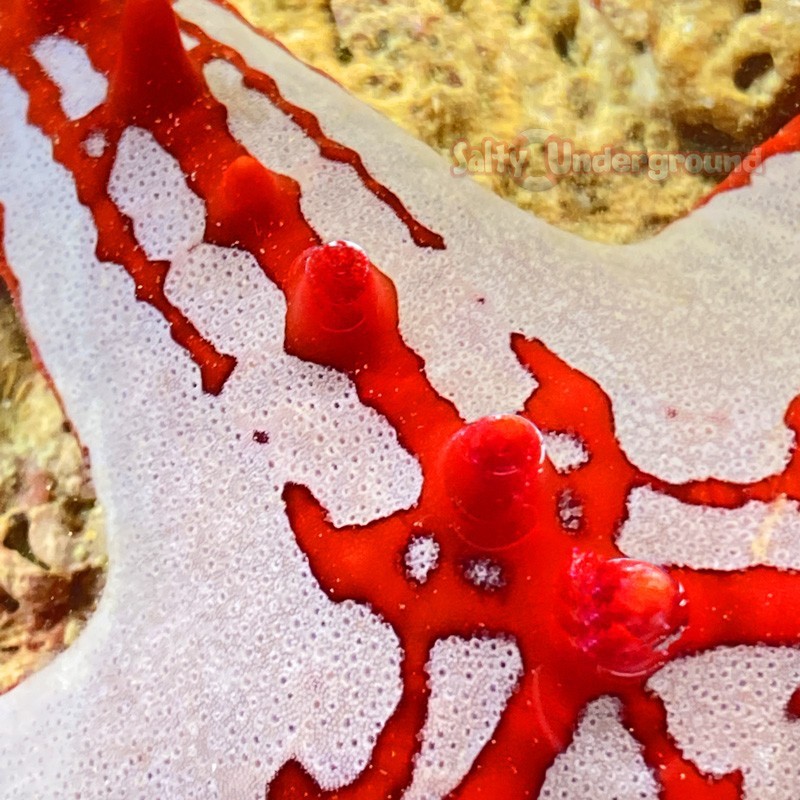 Salty Underground: Red Knob Starfish (Protoreaster linckii)