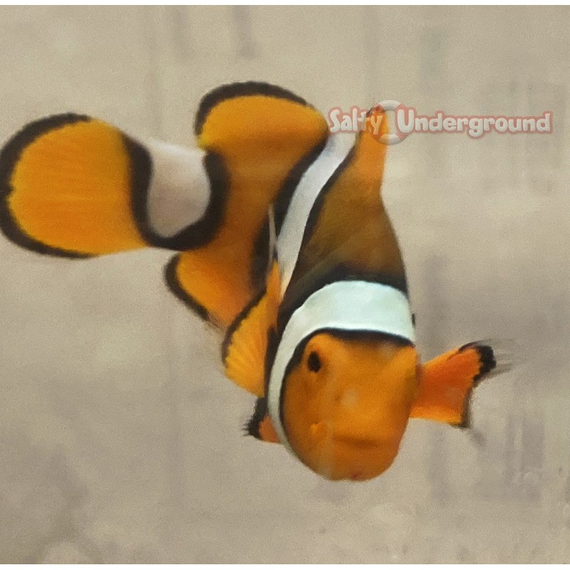 Percula Clownfish