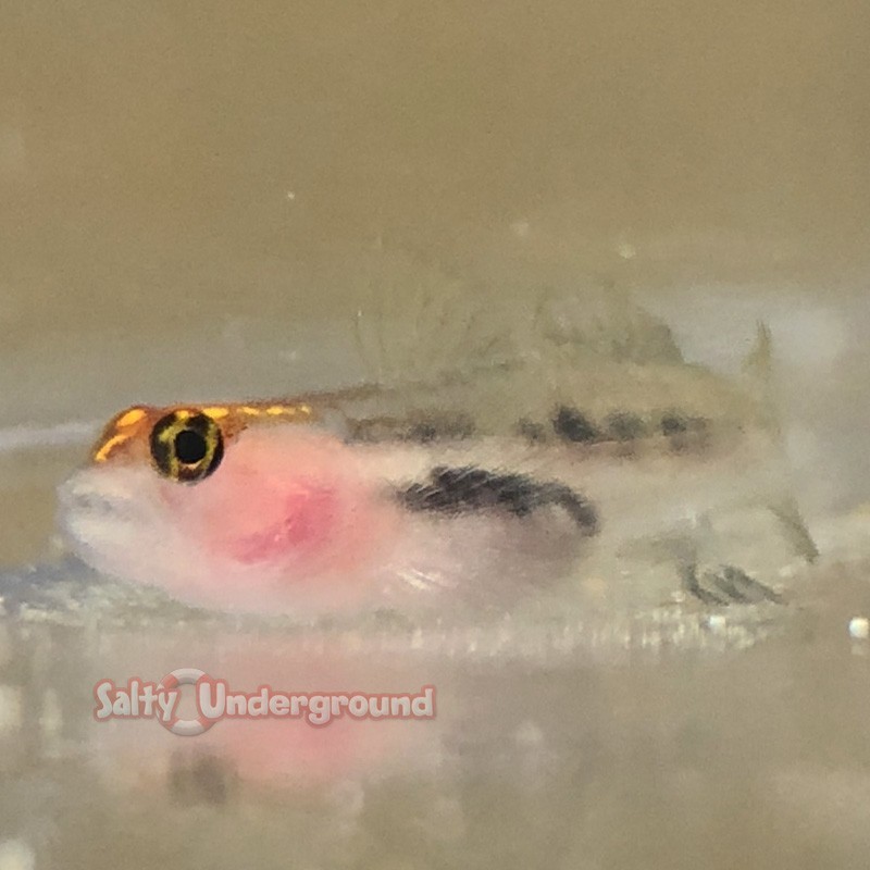 Salty Underground: Red Cap Goby (Elacatinus puncticulatus)