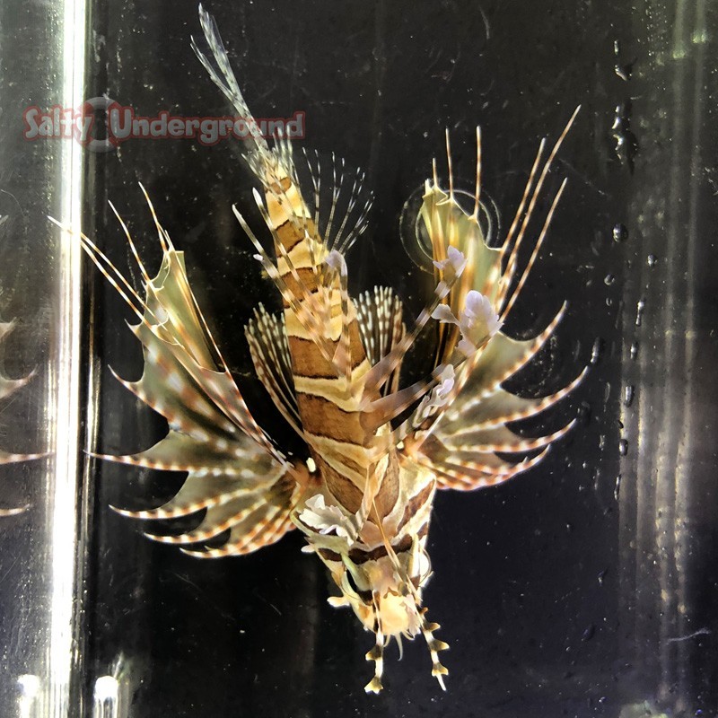 Salty Underground: Dwarf Lionfish (Dendrochirus zebra)