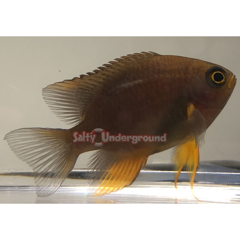 Salty Underground: Mature Red Honey Damsel (Neoglyphidodon crossi)