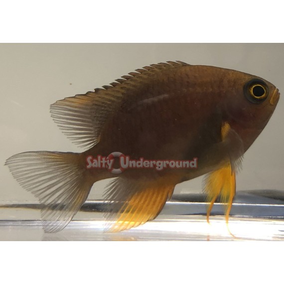 Salty Underground: Mature Red Honey Damsel (Neoglyphidodon crossi)