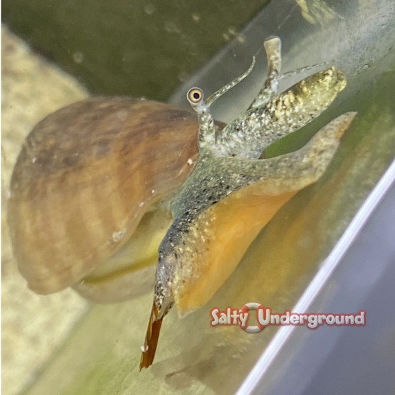 Salty Underground: Tiger Sand Conch (Strombus sp.)