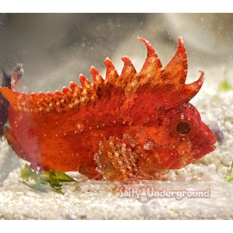 Salty Underground: Pygmy Red Rooster Waspfish (Hypodytes rubripinnis)