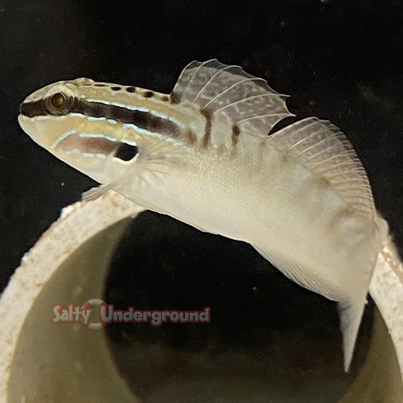 Salty Underground: Dragon Sleeper Banded Goby (Amblygobius phalaena)