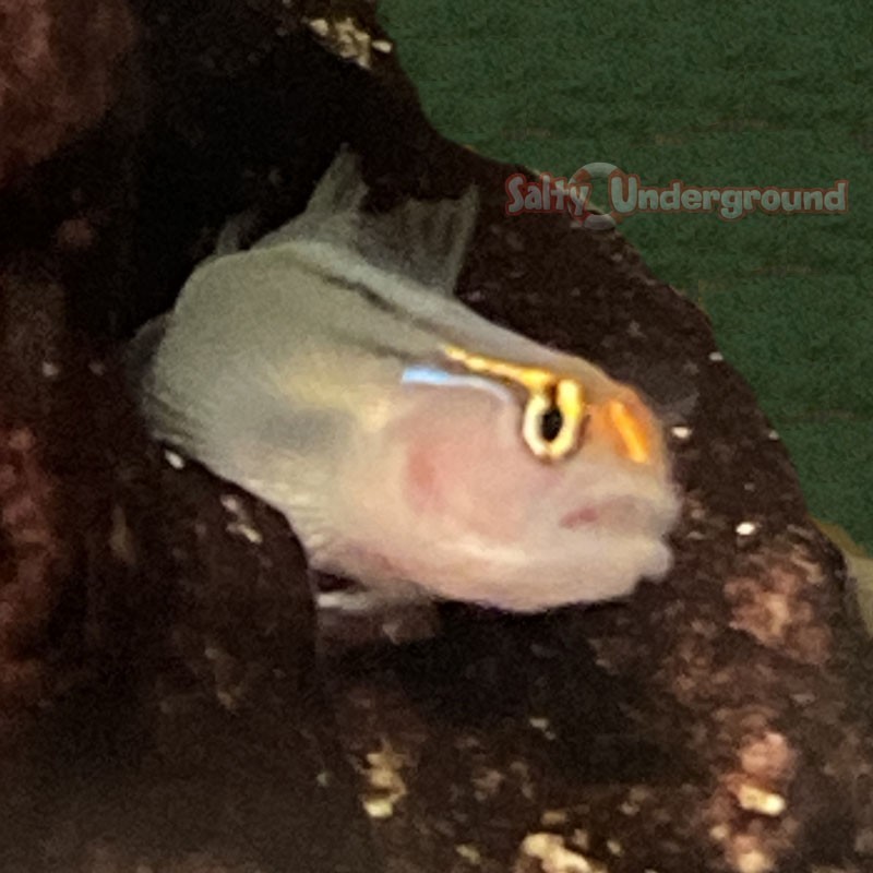 Salty Underground: Red Cap Goby (Elacatinus puncticulatus)