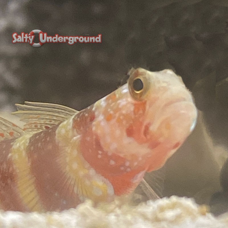 Salty Underground: Bumblebee goby (Amblyeleotris Wheeleri)