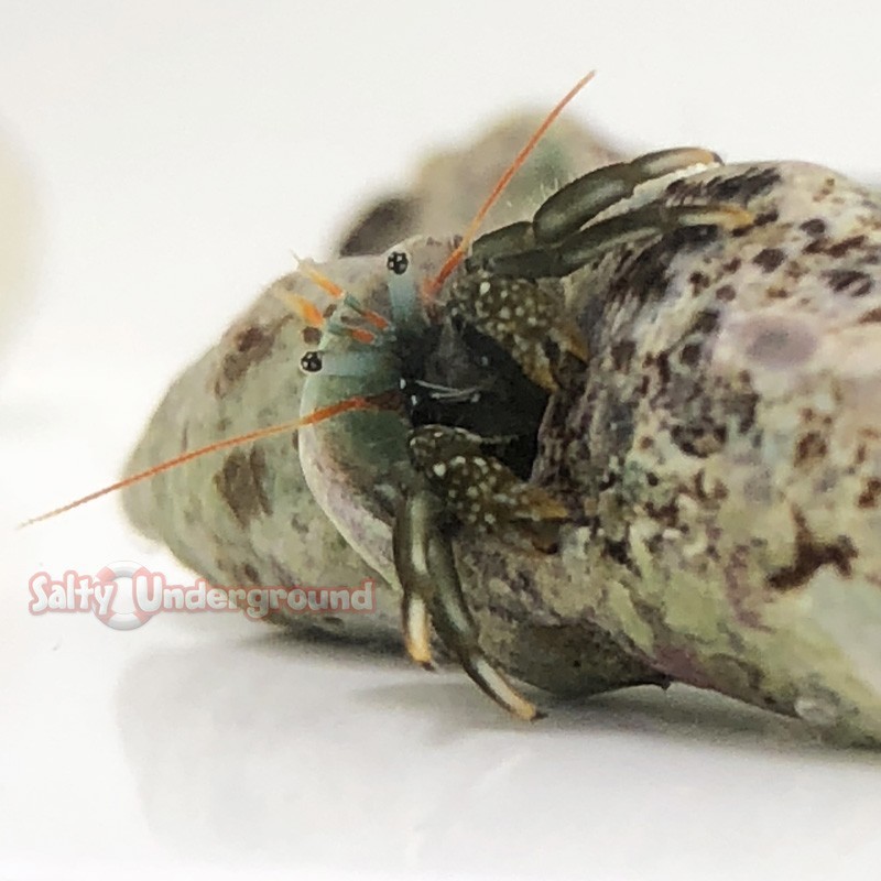 Salty Underground: Blue Legged Hermit Crab (Clibanarus tricolo)