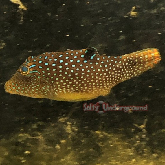 Salty Underground: Blue Dot Toby Puffer (Canthigaster solandri)