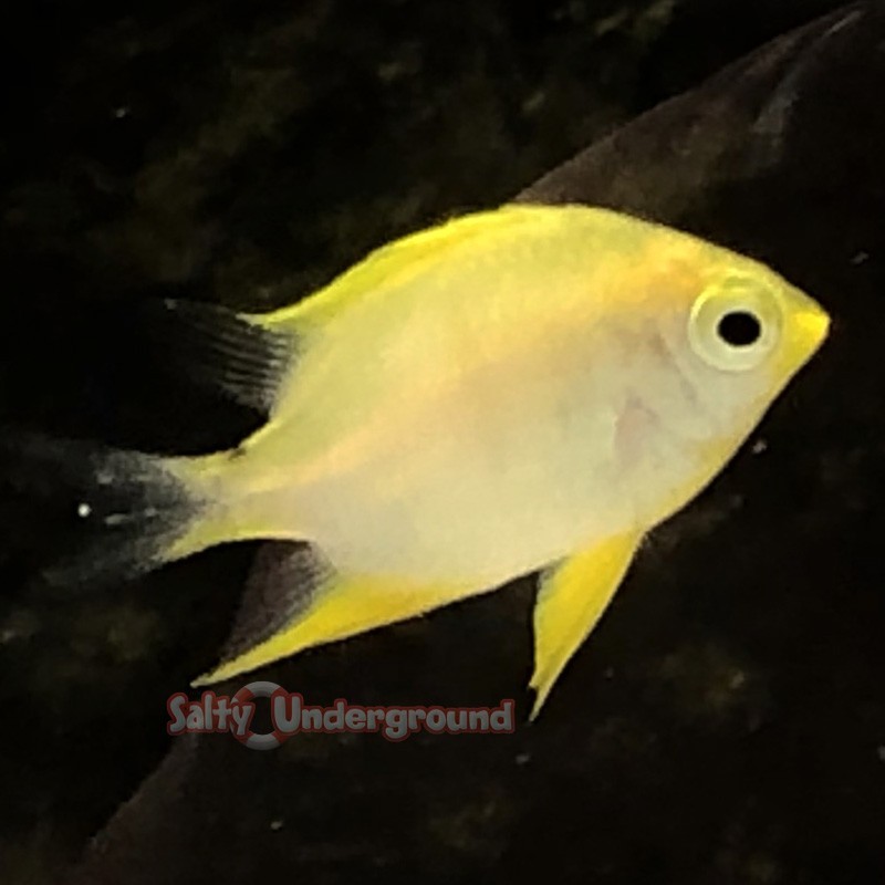 Yellow Damselfish