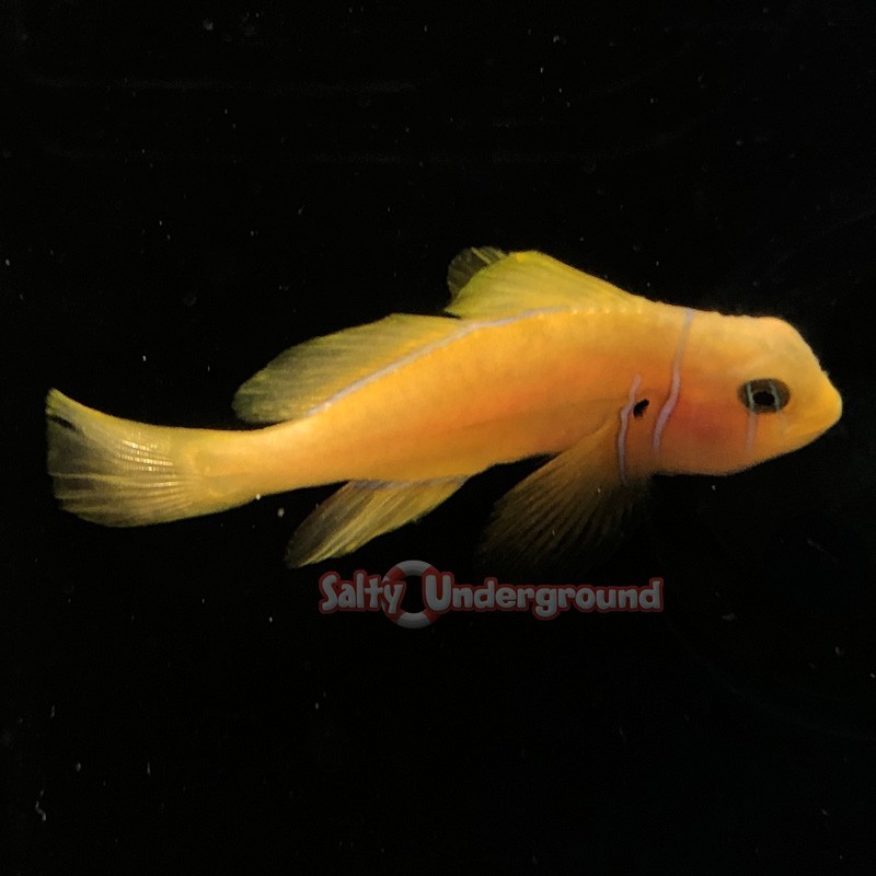 Salty Underground: Citron Clown Goby (Gobiodon citrinus)