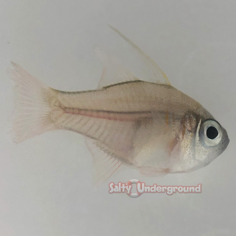 Salty Underground: Glass Cardinal Fish (Apogon leptacanthus)