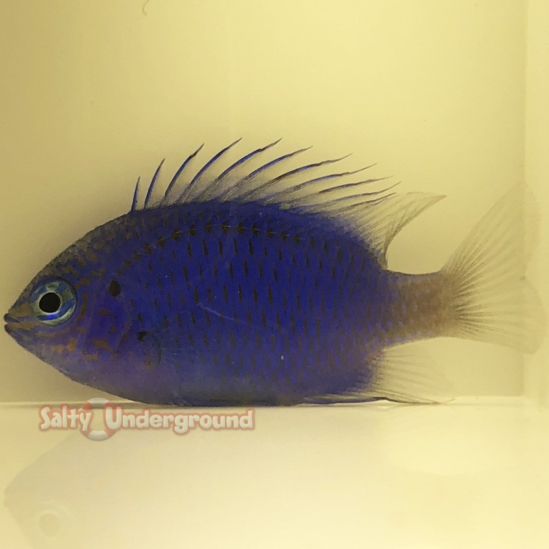 Salty Underground: Springer Damsel (Chrysiptera springeri)