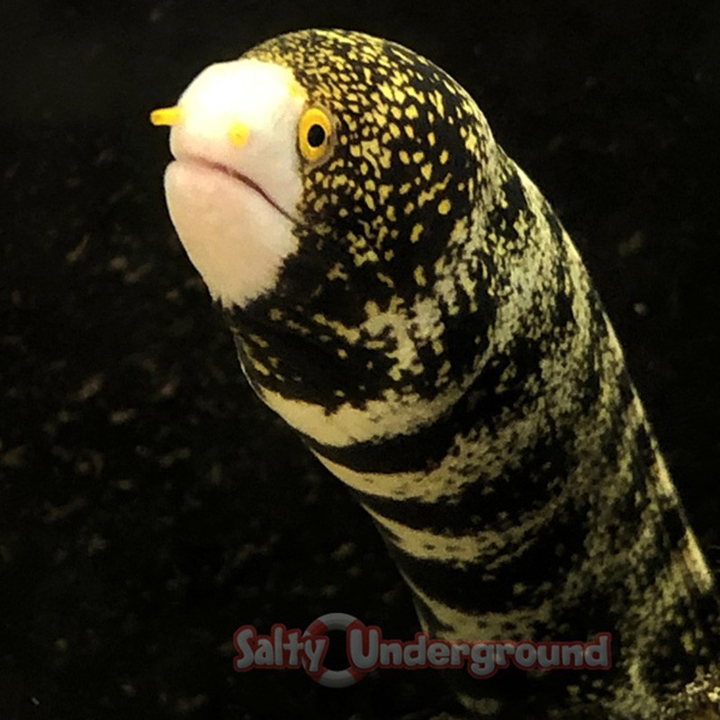 Salty Underground: Snowflake Eel (Echidna nebulosa)